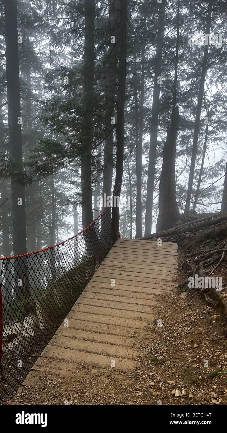 A wooden plank boardwalk curves through a stand of tall misty ...