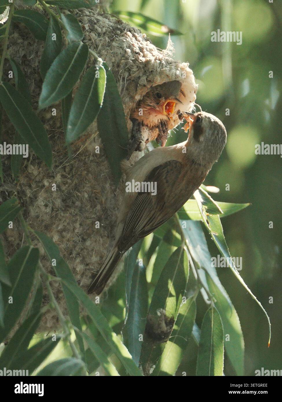 (260623) -- TANGSHAN, June 23, 2026 (Xinhua) -- A Chinese penduline tit ...