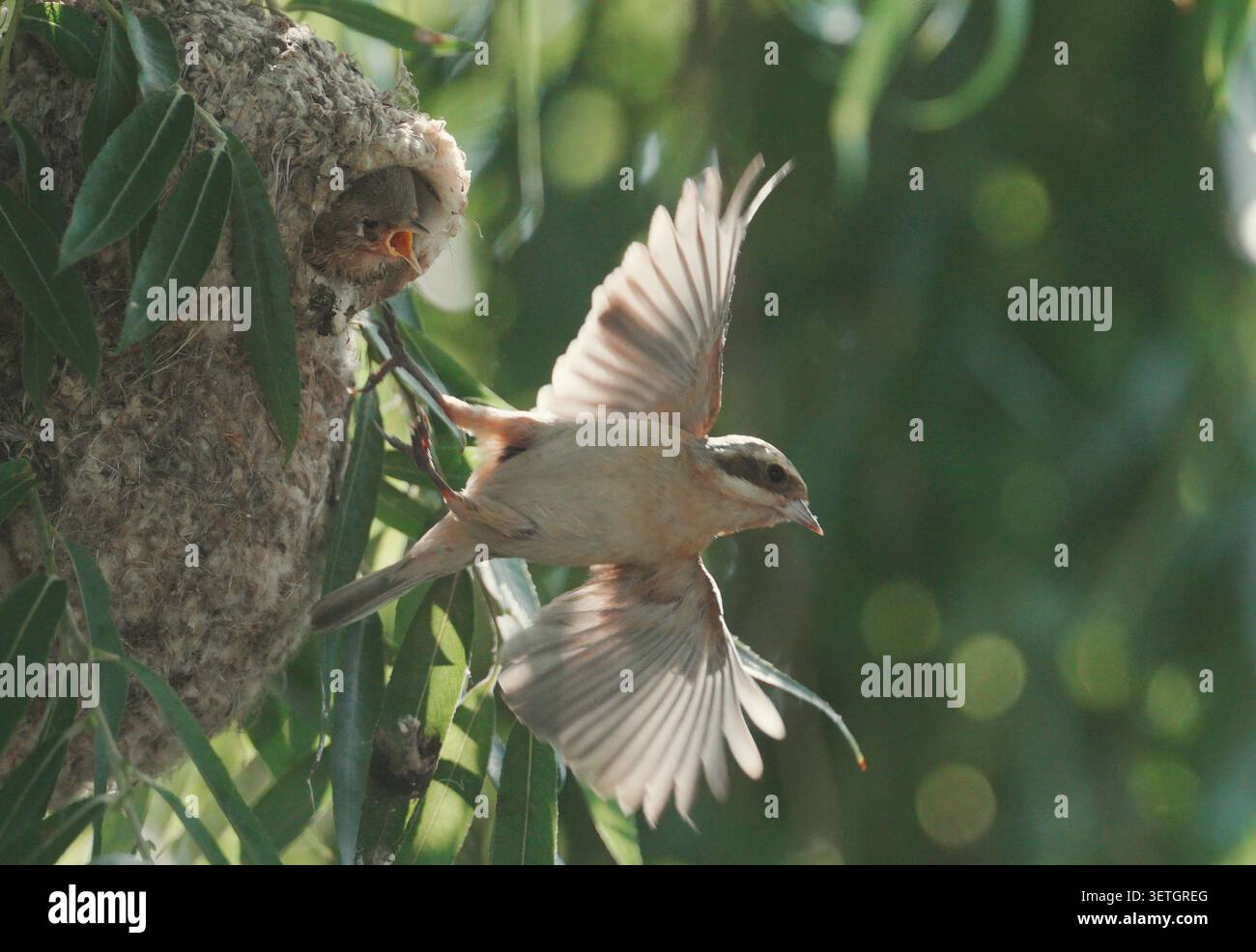 (260623) -- TANGSHAN, June 23, 2026 (Xinhua) -- A Chinese penduline tit ...