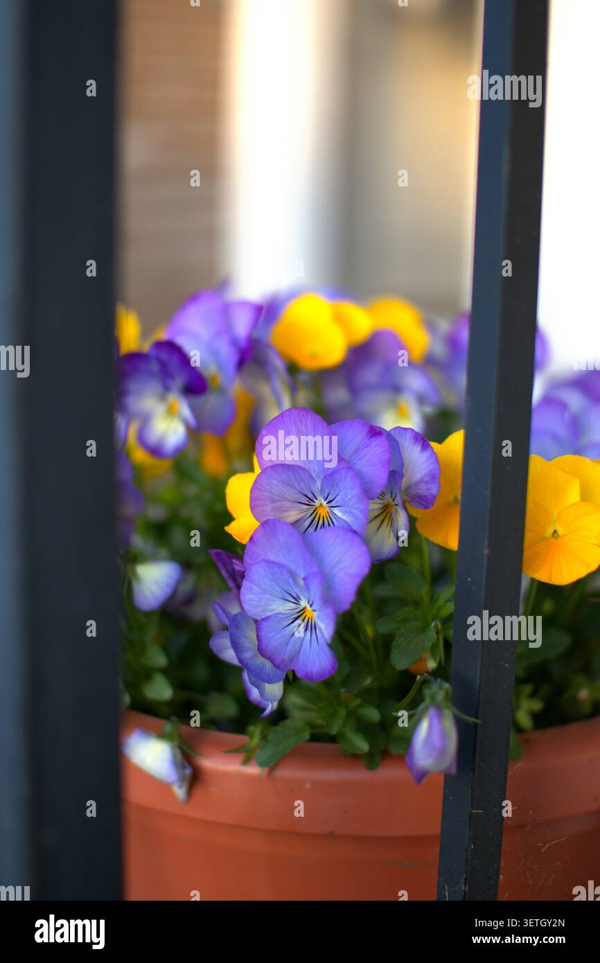 Blooming Purple and Yello Viola in a pot Stock Photo - Alamy