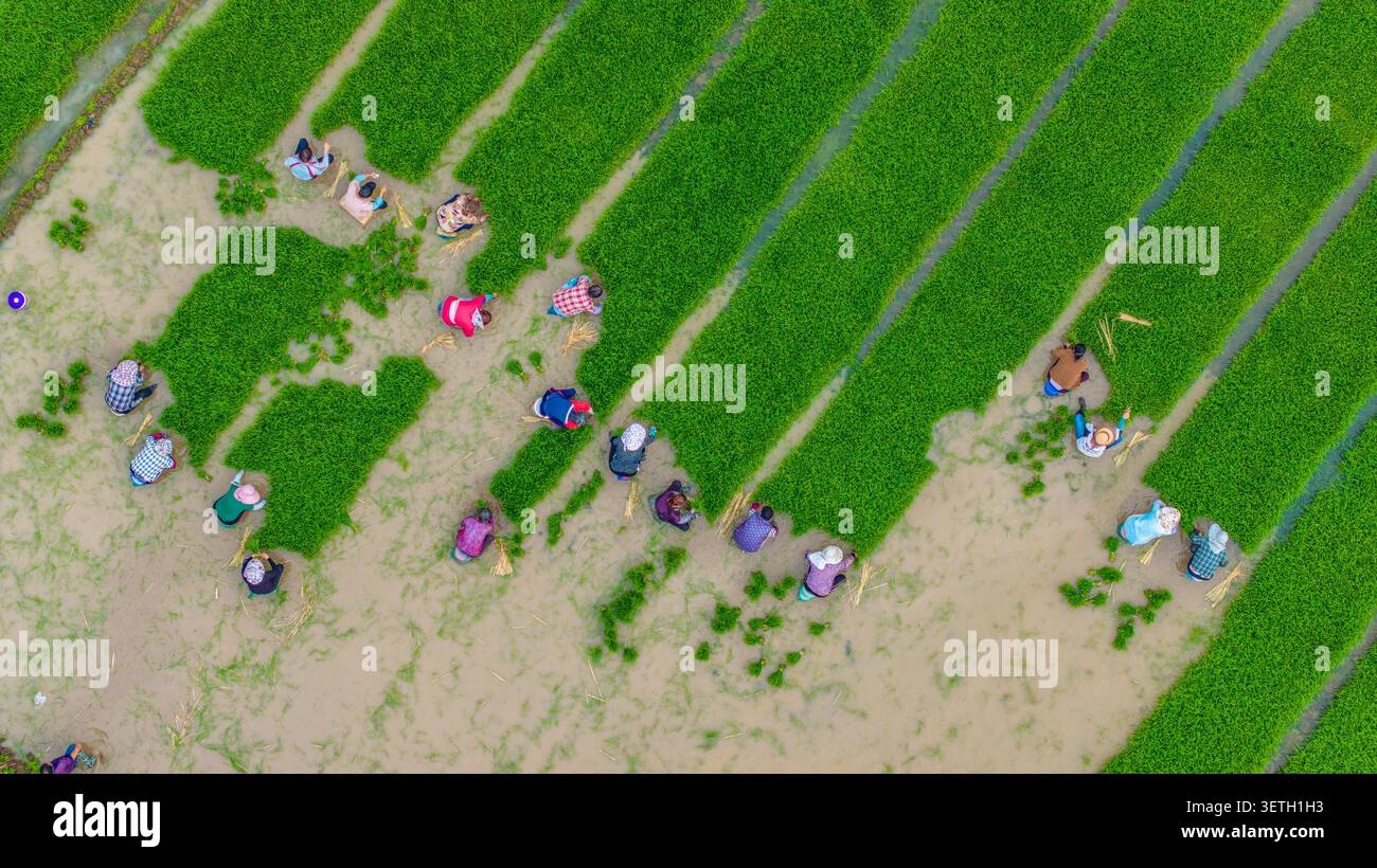 SUQIAN, CHINA - JUNE 23, 2026 - Farmers are working at the rice ...