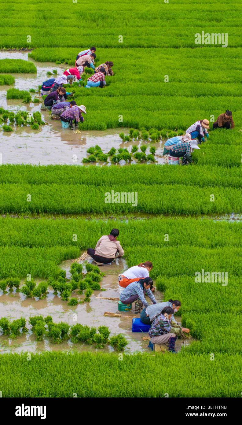 SUQIAN, CHINA - JUNE 23, 2026 - Farmers are working at the rice ...