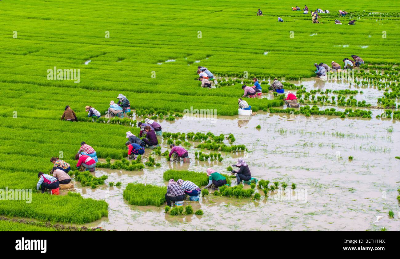 SUQIAN, CHINA - JUNE 23, 2026 - Farmers are working at the rice ...