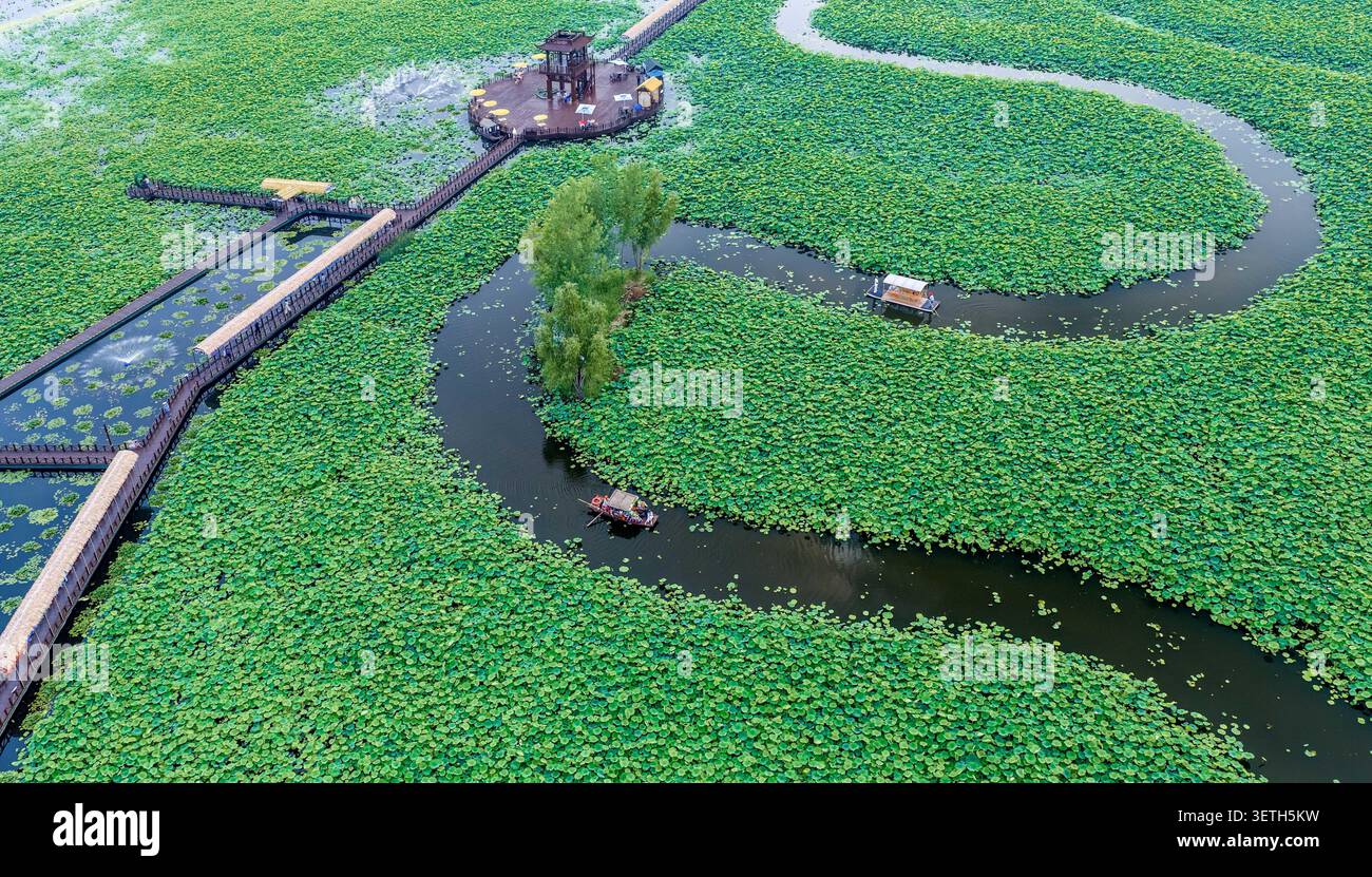 Tourists ride rafts through lotus-filled waterways in Xinghua, east ...