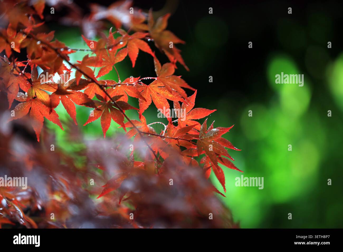 Red maple leaves appear brighter after rain in Qingyan Garden, Huai'an ...