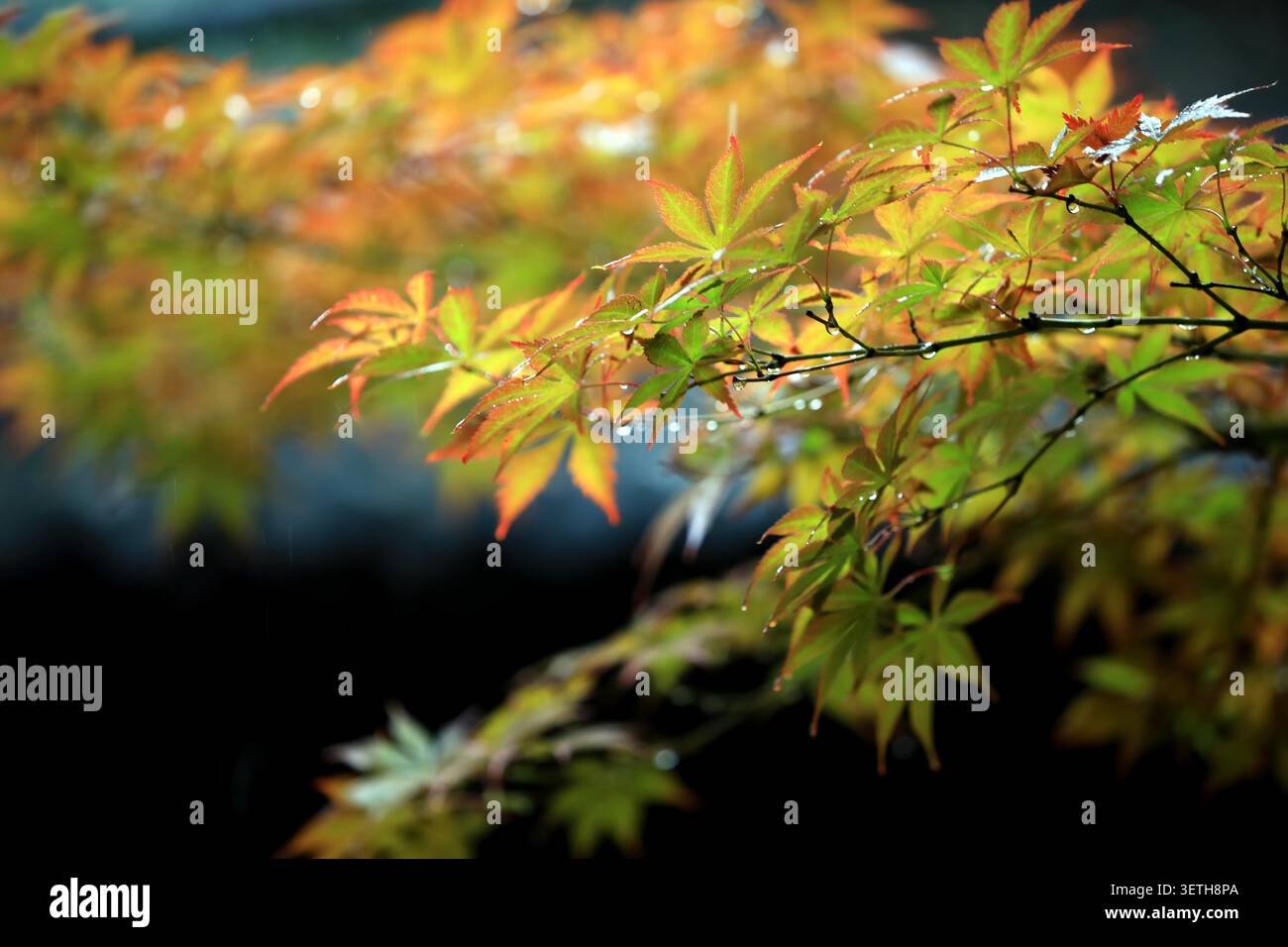 Red maple leaves appear brighter after rain in Qingyan Garden, Huai'an ...
