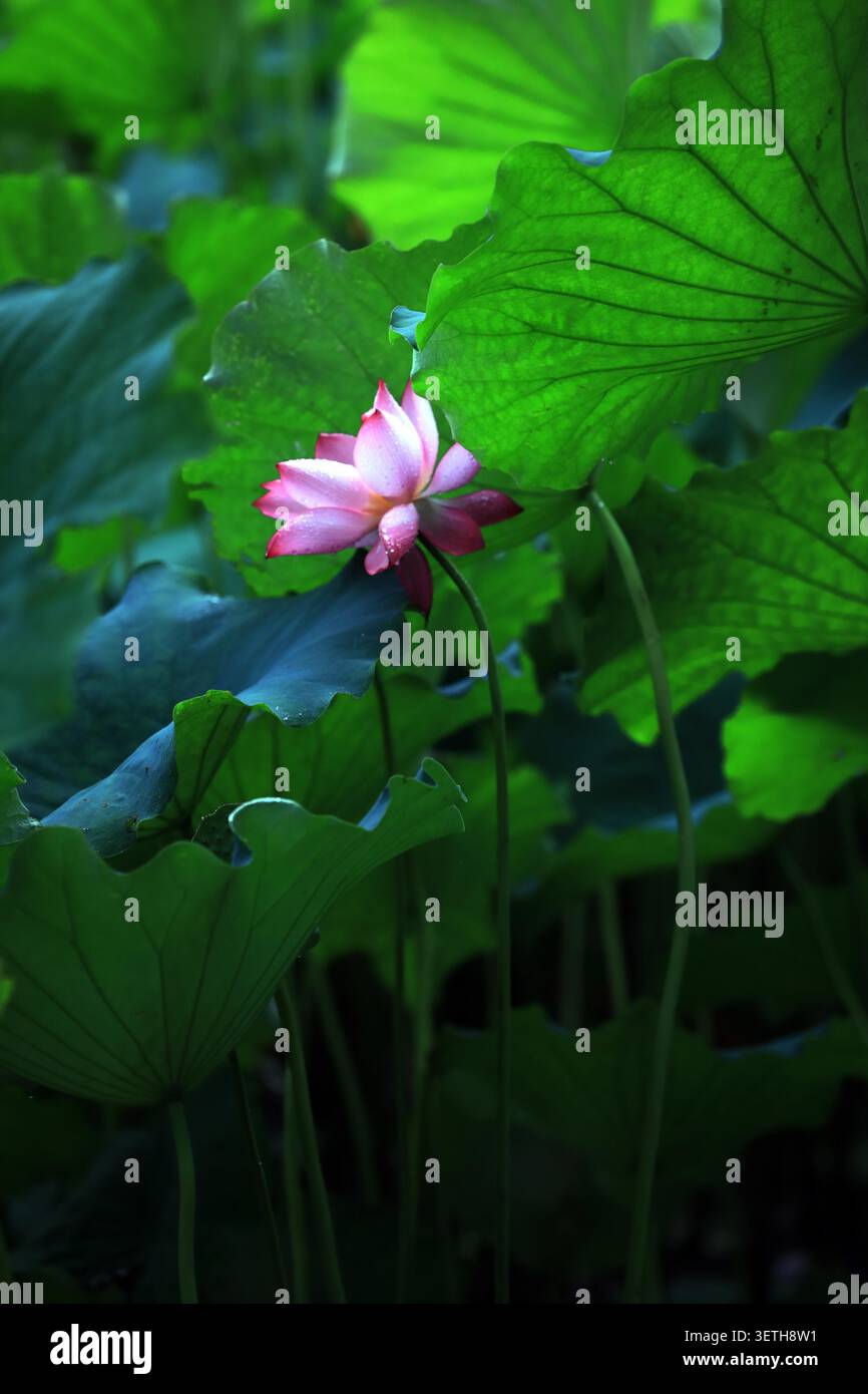 Lotus flowers bloom in Qingyan Garden during plum rain season in Huai ...
