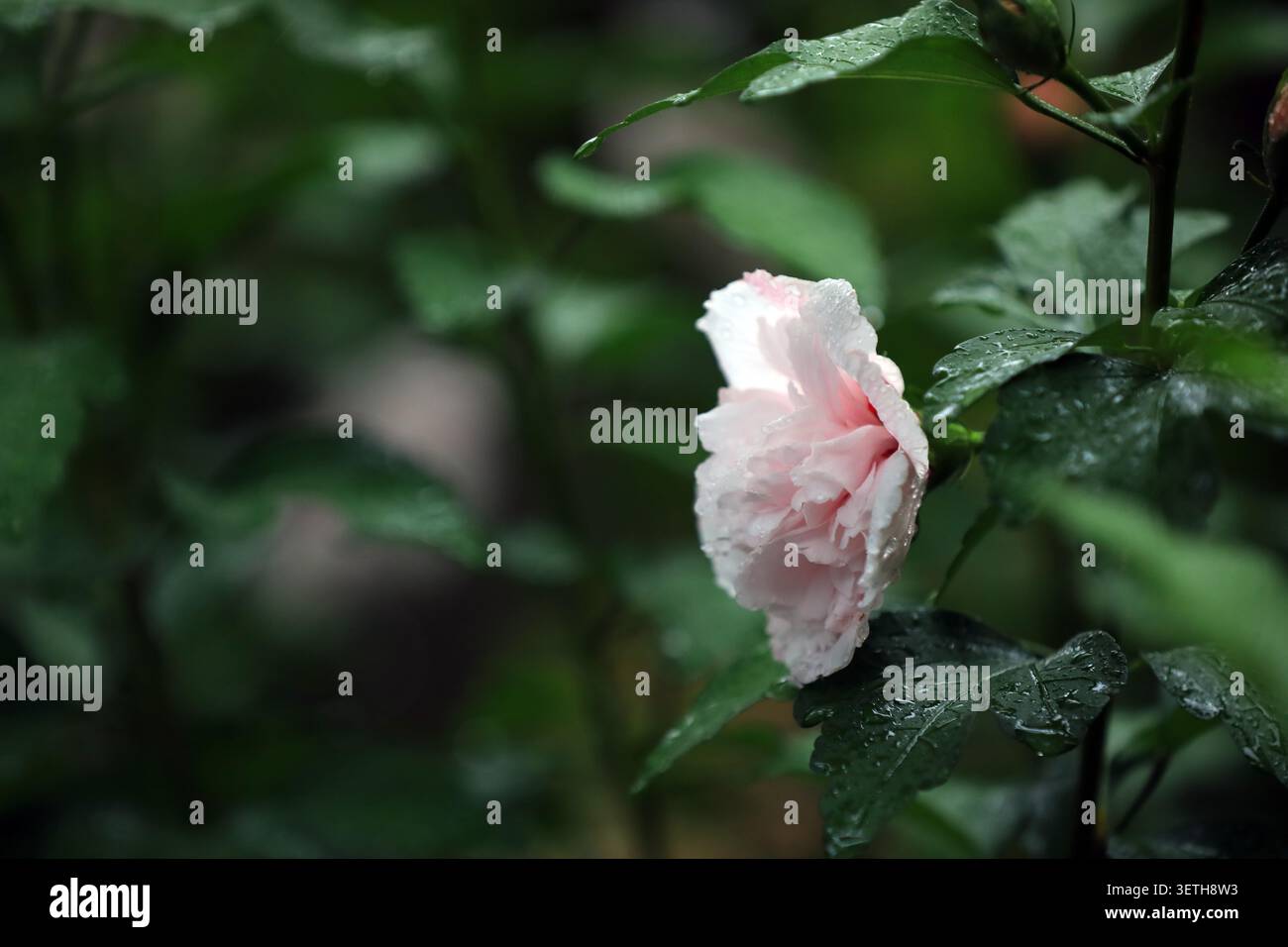 Hibiscus flowers bloom along the ancient Yellow River in Huai'an, east ...