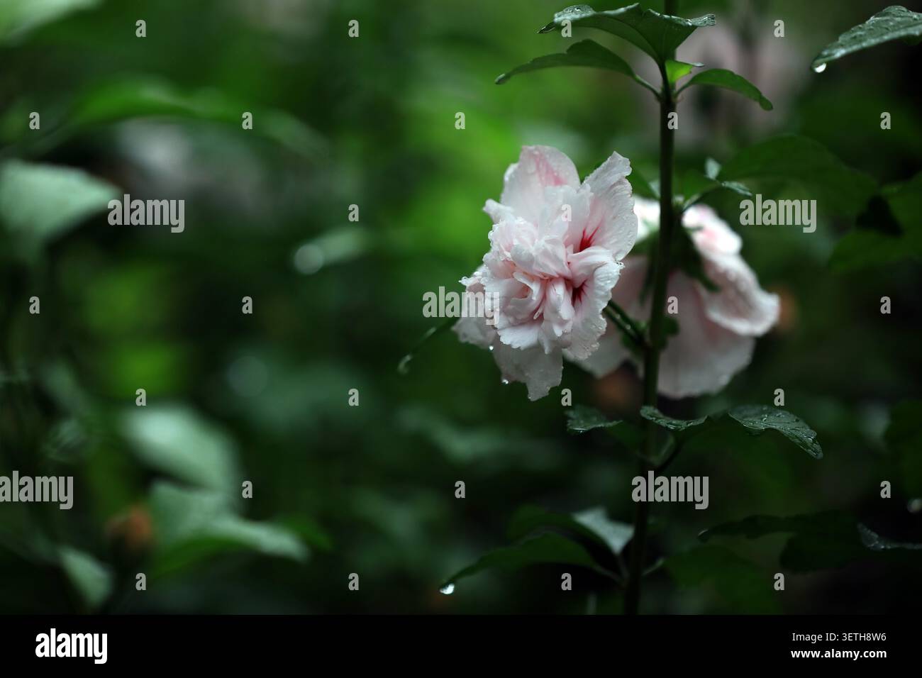 Hibiscus flowers bloom along the ancient Yellow River in Huai'an, east ...