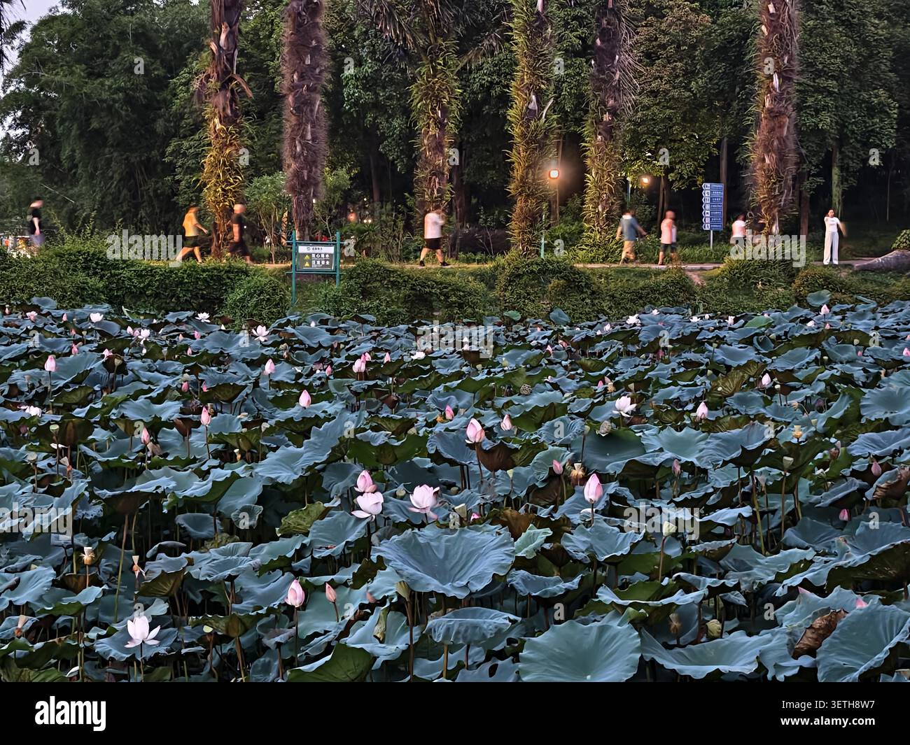 Visitors admire and photograph lotus flowers under moonlight at Shishan ...
