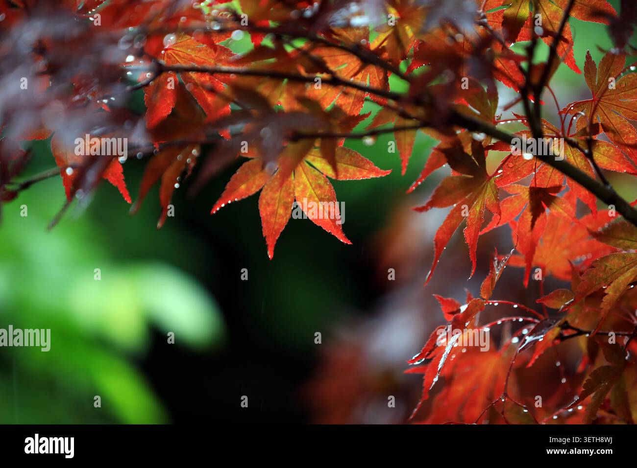 Red maple leaves appear brighter after rain in Qingyan Garden, Huai'an ...
