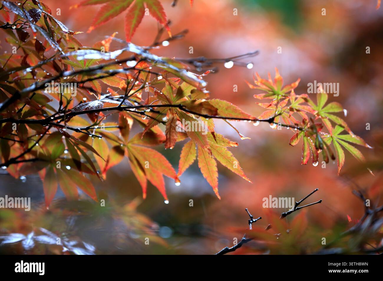Red maple leaves appear brighter after rain in Qingyan Garden, Huai'an ...