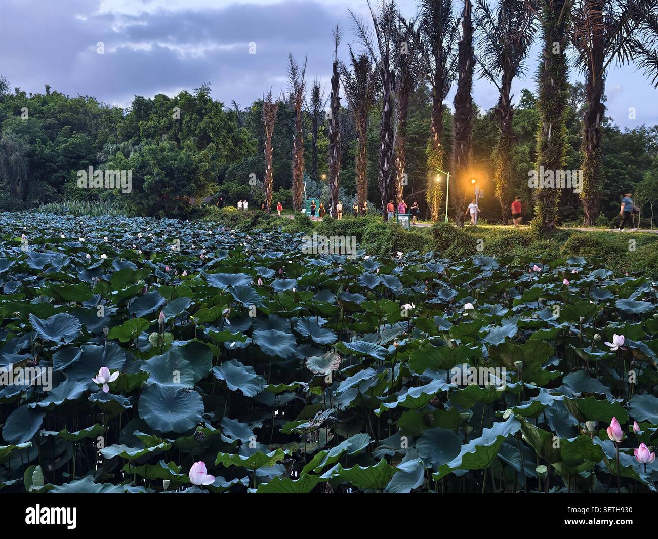 Visitors admire and photograph lotus flowers under moonlight at Shishan ...