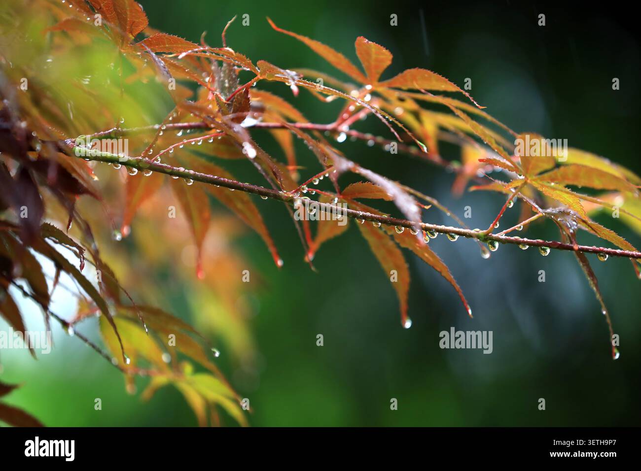 Red maple leaves appear brighter after rain in Qingyan Garden, Huai'an ...