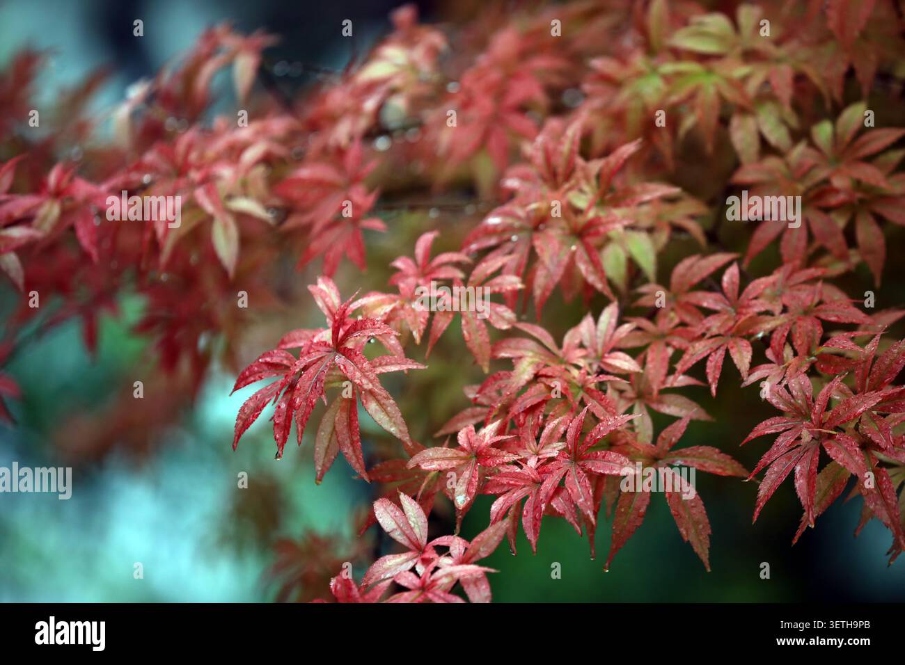 Red maple leaves appear brighter after rain in Qingyan Garden, Huai'an ...