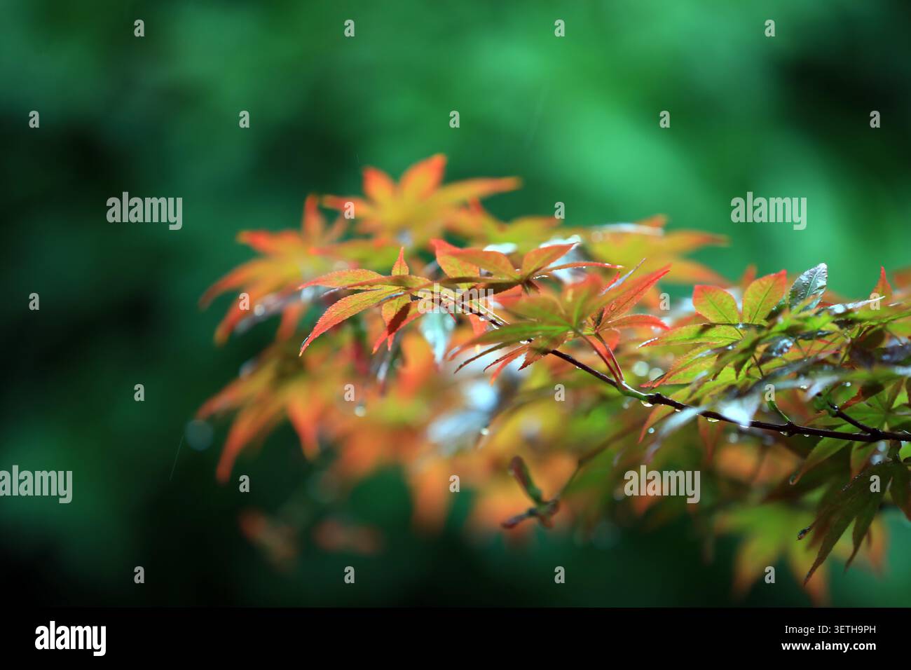 Red maple leaves appear brighter after rain in Qingyan Garden, Huai'an ...
