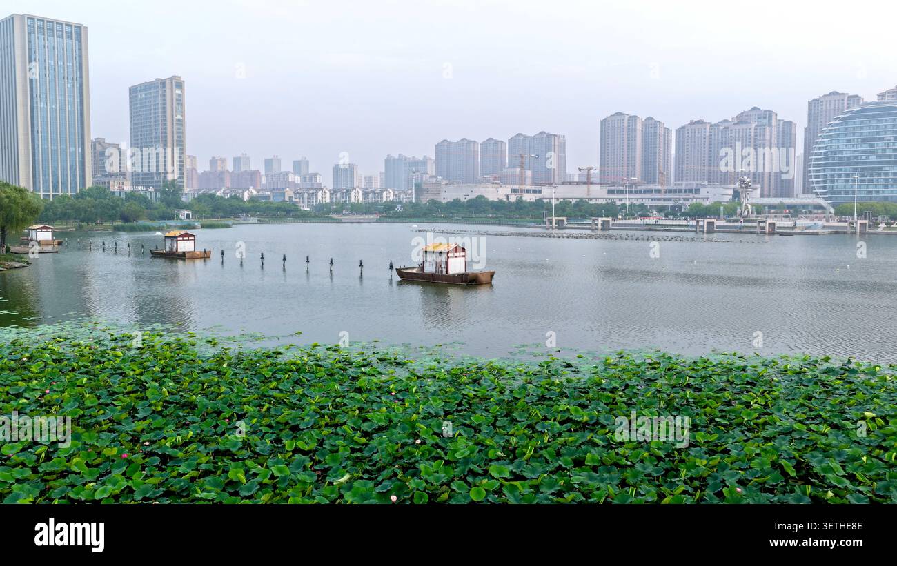 Lotus flowers bloom in the municipal park of Bozhou High-tech Zone ...