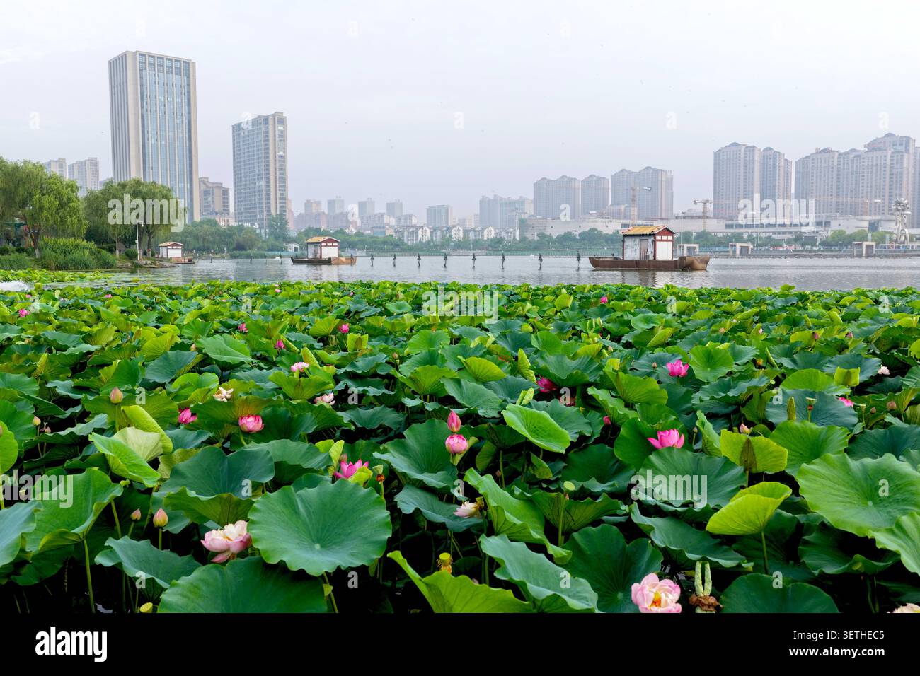 Lotus flowers bloom in the municipal park of Bozhou High-tech Zone ...