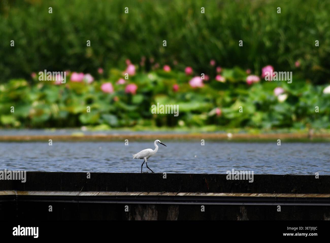 White egrets forage and dance by the clear Zhangcun River near a water ...