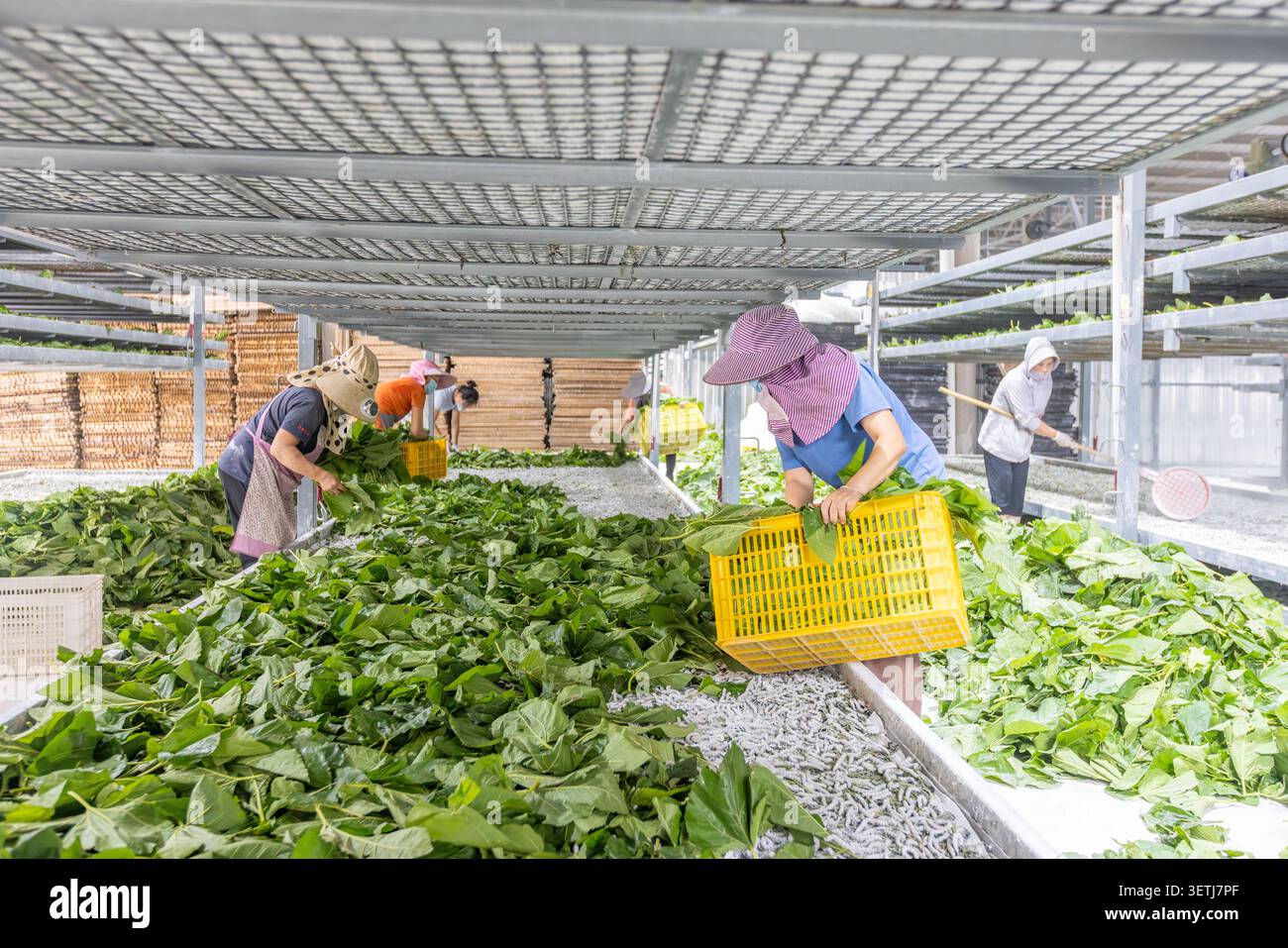 WUZHOU, CHINA - JUNE 23, 2026 - Breeders are feeding mulberry leaves to ...