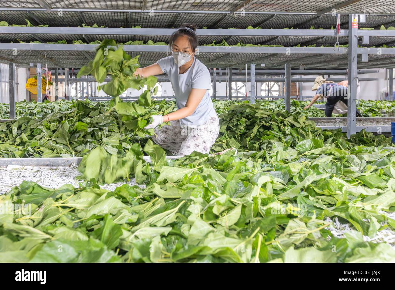 WUZHOU, CHINA - JUNE 23, 2026 - A breeder is feeding mulberry leaves to ...