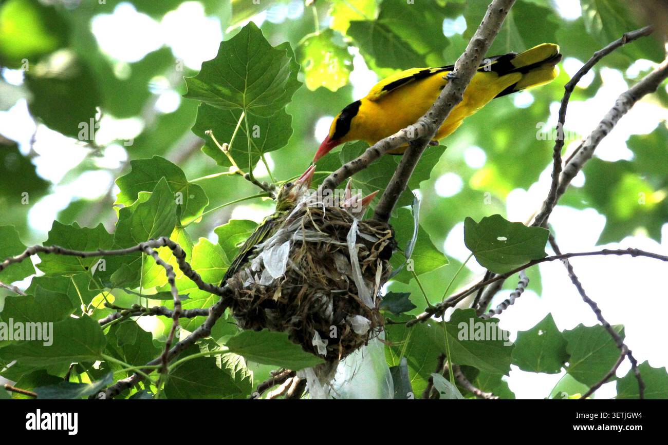 Orioles shuttle through leaves to feed their chicks in Olympic Park ...