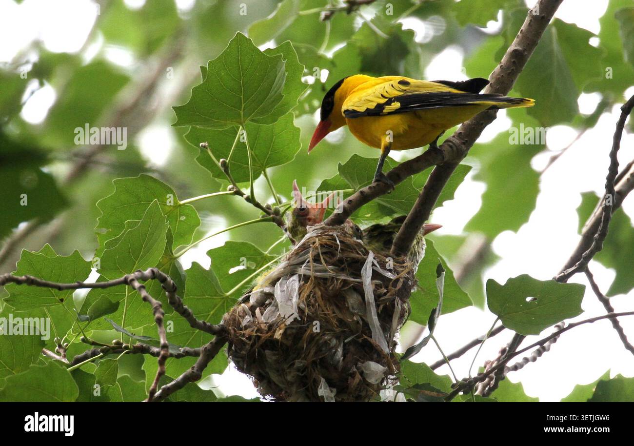 Orioles shuttle through leaves to feed their chicks in Olympic Park ...