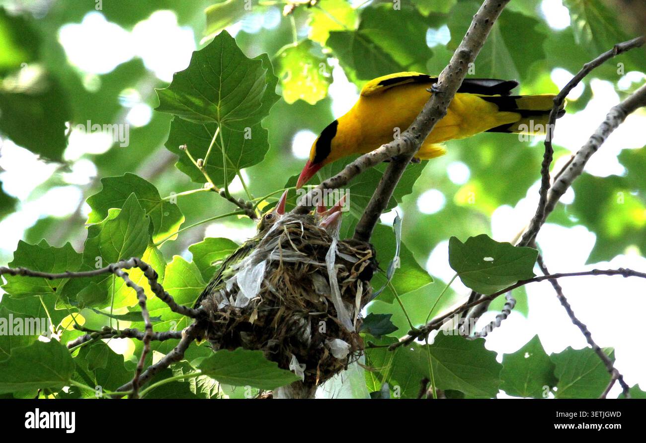 Orioles shuttle through leaves to feed their chicks in Olympic Park ...