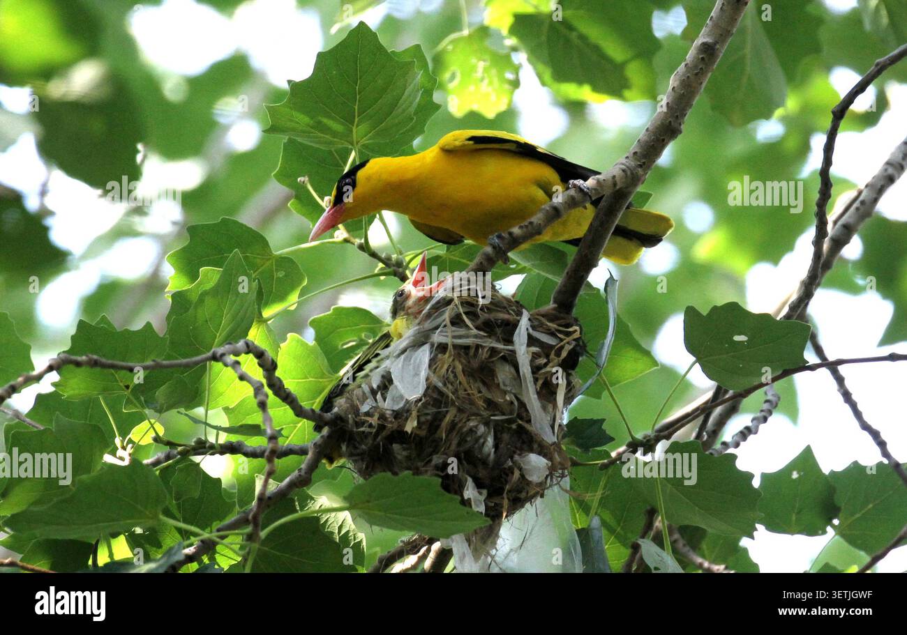 Orioles shuttle through leaves to feed their chicks in Olympic Park ...