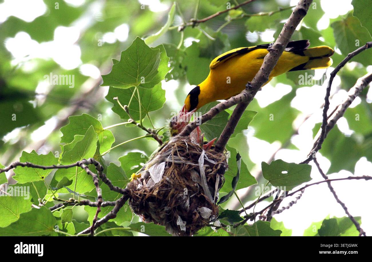 Orioles shuttle through leaves to feed their chicks in Olympic Park ...