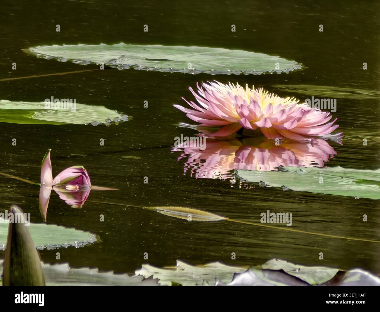 Water lilies bloom at the Shade-loving Botanical Garden in People's ...