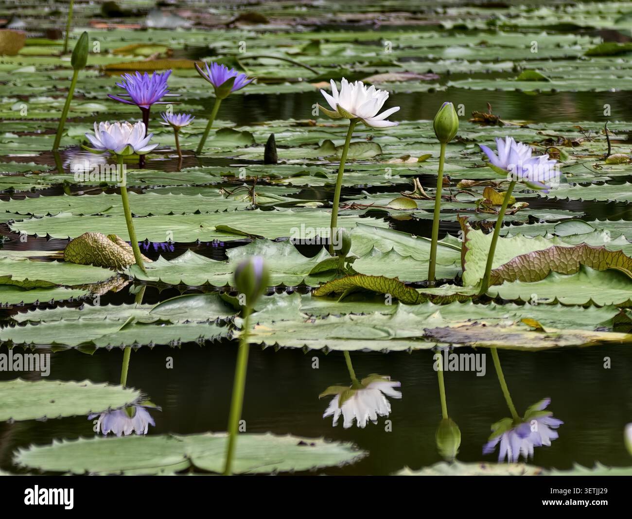 Water lilies bloom at the Shade-loving Botanical Garden in People's ...