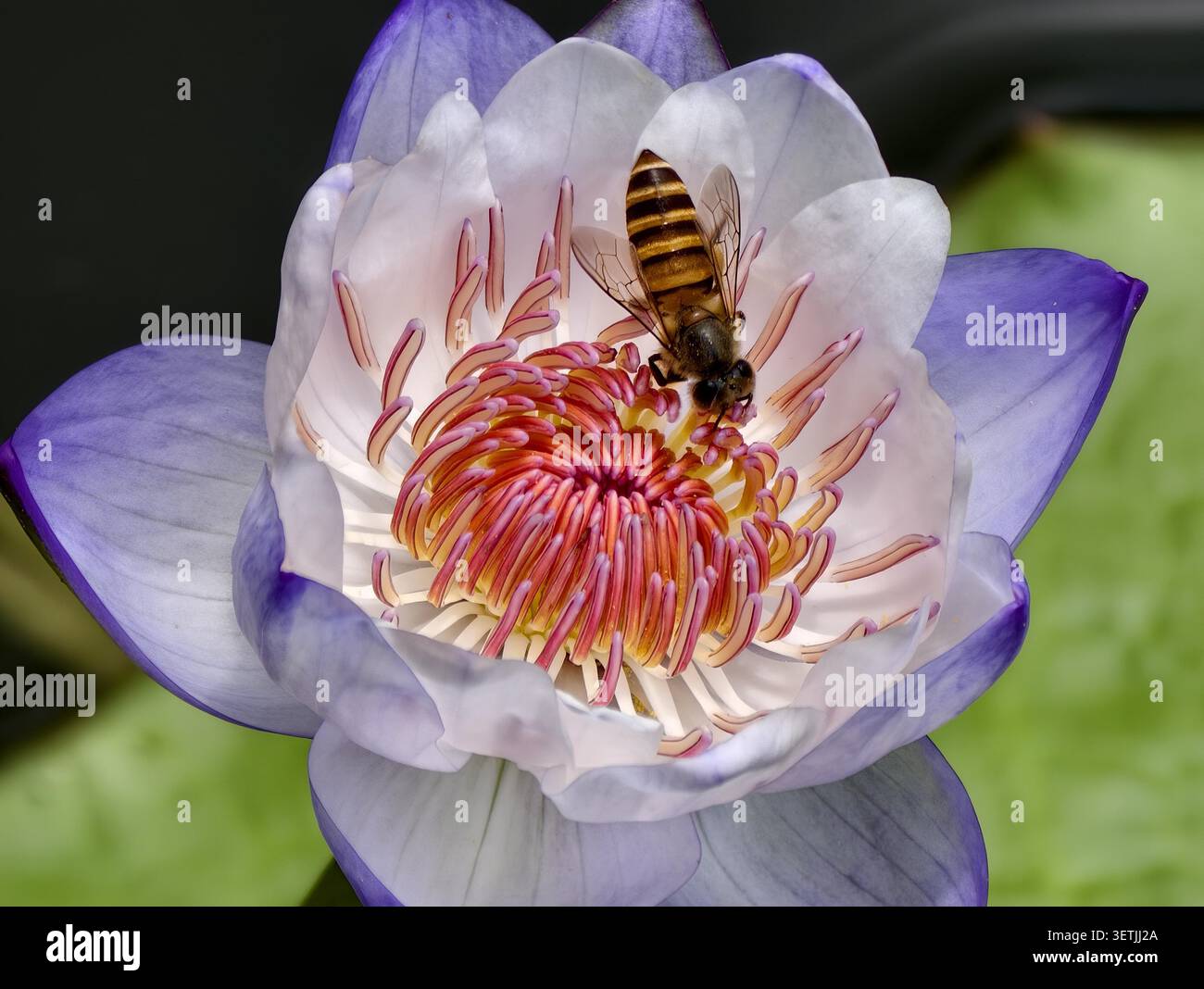 Water lilies bloom at the Shade-loving Botanical Garden in People's ...