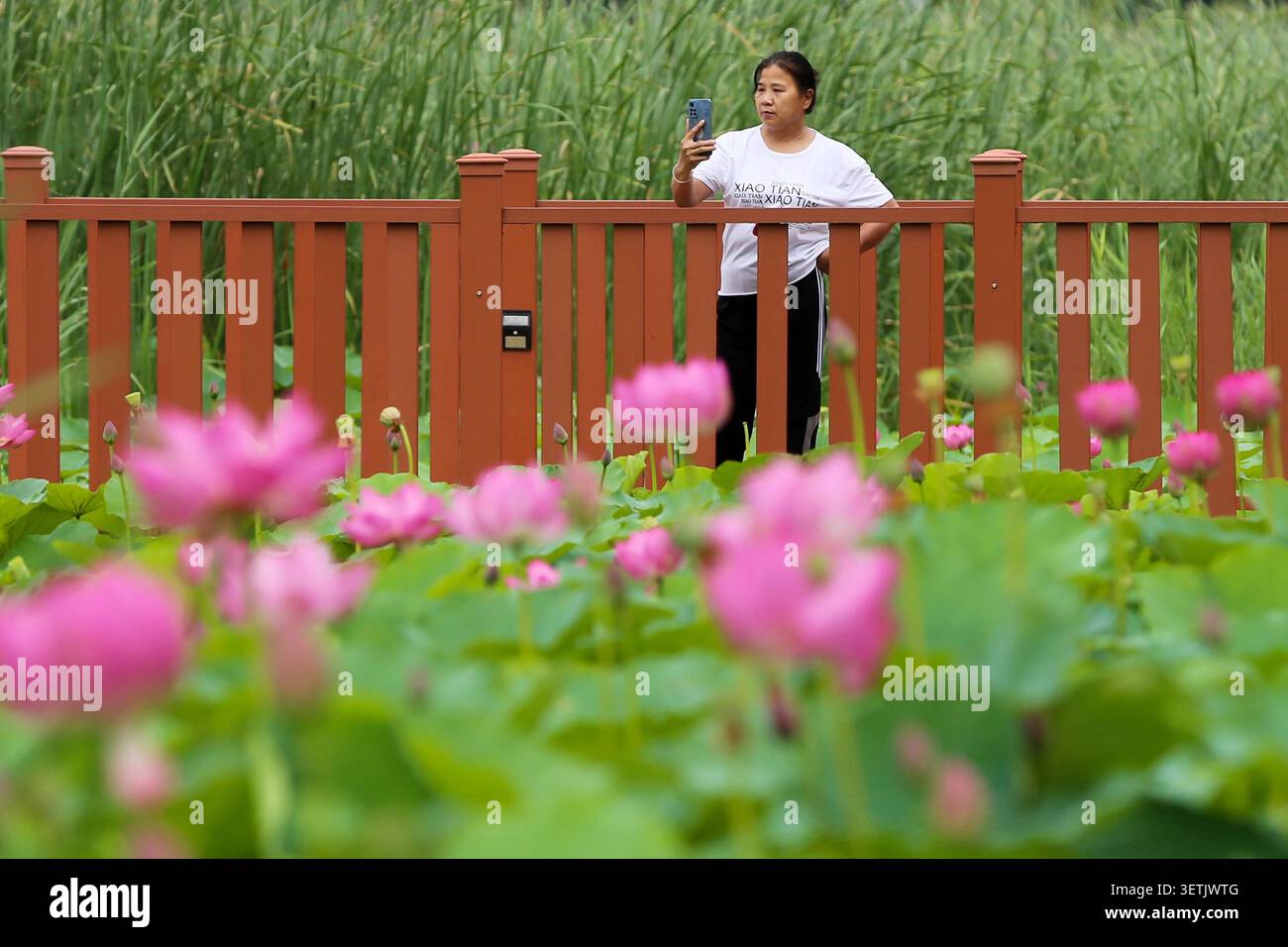 Lotus flowers bloom at Huantan Park in Huaibei City, east China's Anhui ...