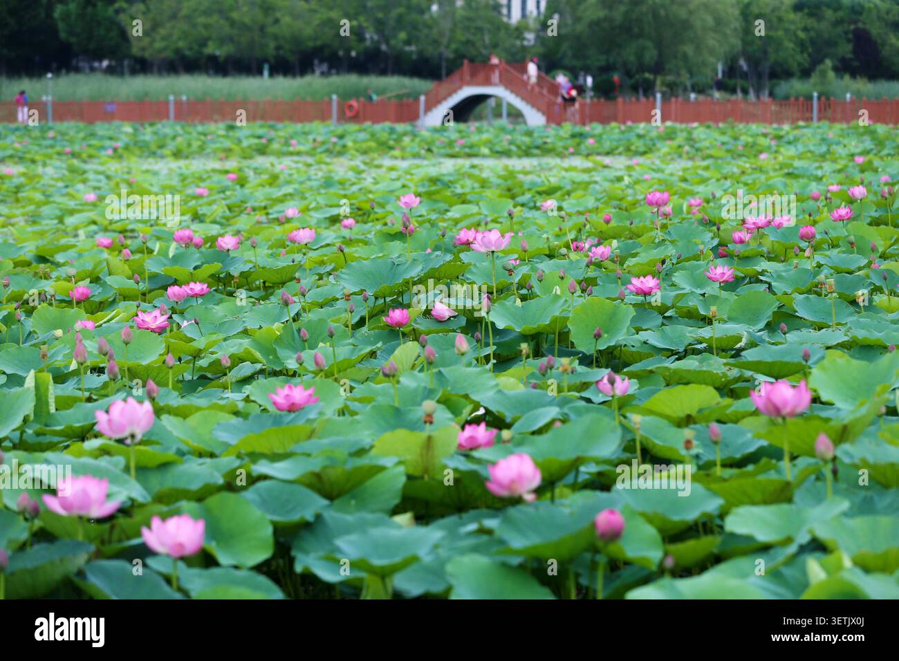 Lotus flowers bloom at Huantan Park in Huaibei City, east China's Anhui ...