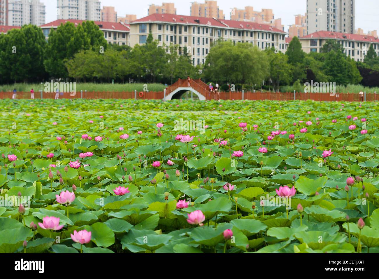 Lotus flowers bloom at Huantan Park in Huaibei City, east China's Anhui ...