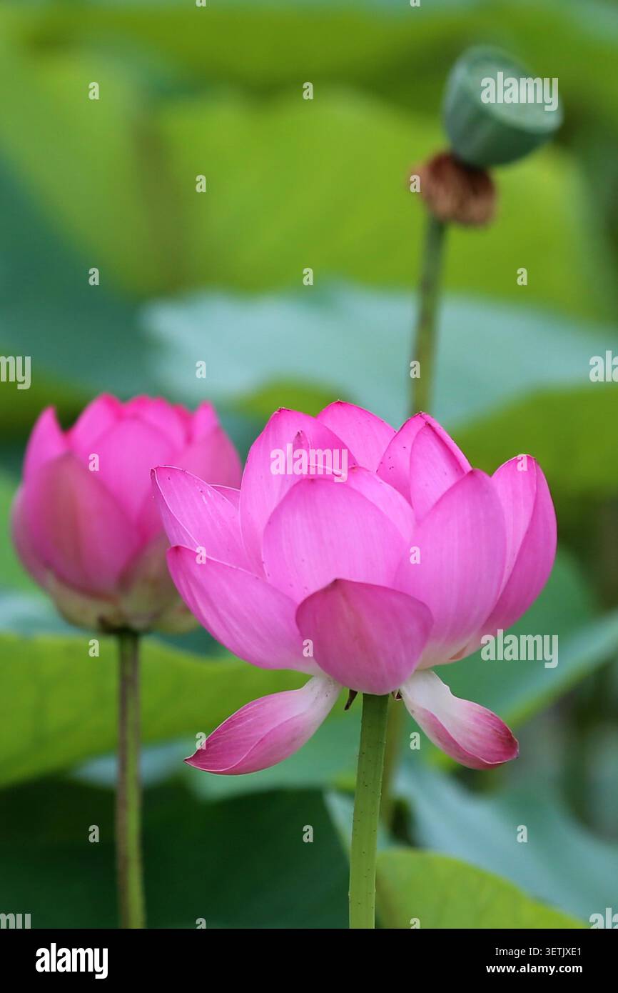Lotus flowers bloom at Huantan Park in Huaibei City, east China's Anhui ...
