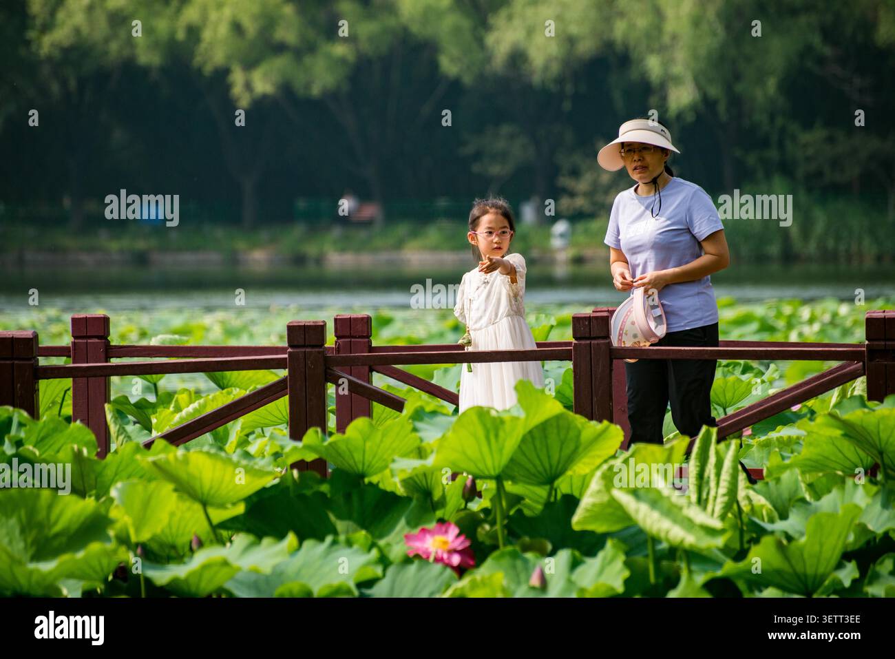 Citizens stroll by blooming lotus flowers at Wuzhou Lake Scenic Area in ...