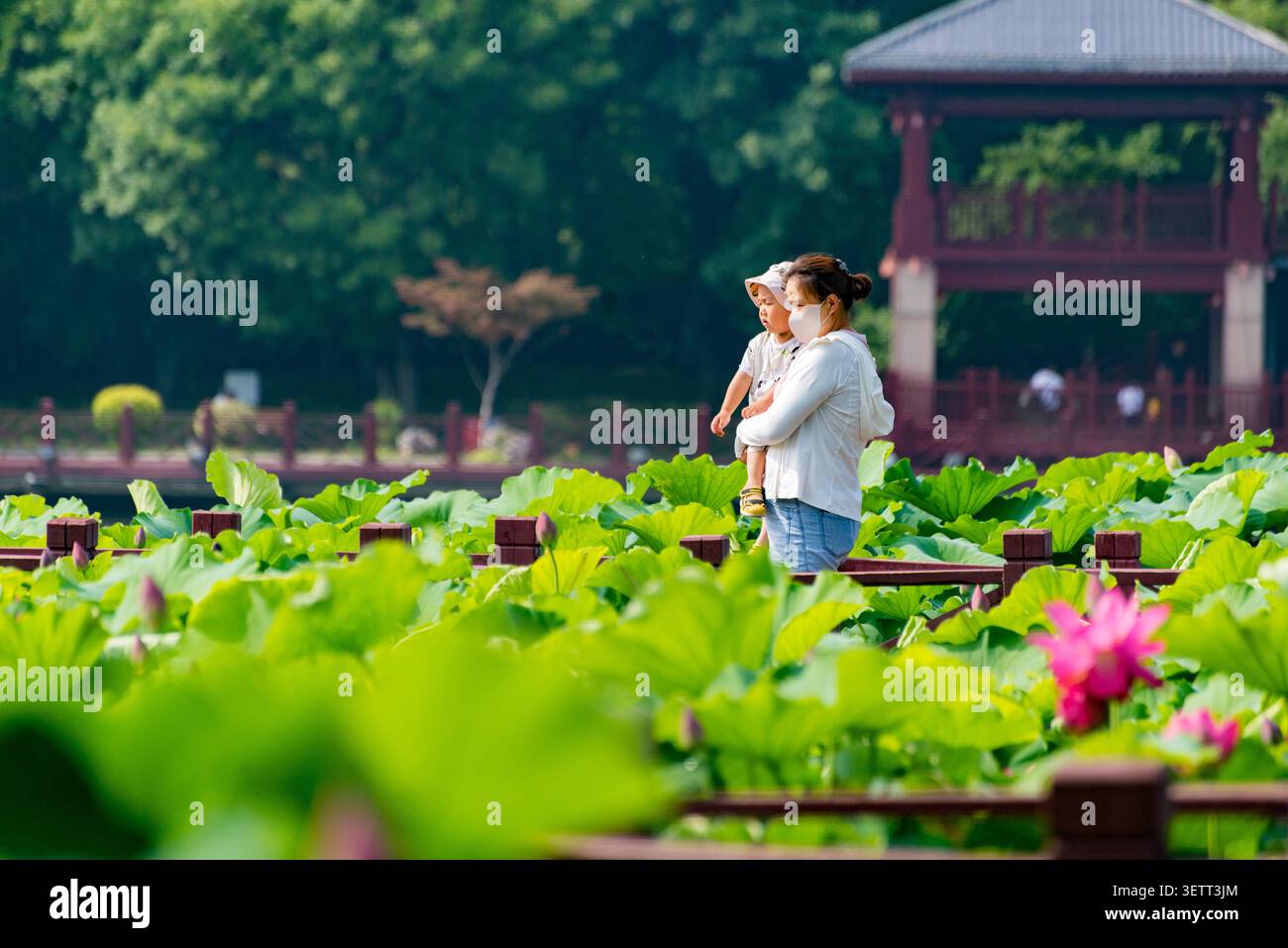 Citizens stroll by blooming lotus flowers at Wuzhou Lake Scenic Area in ...