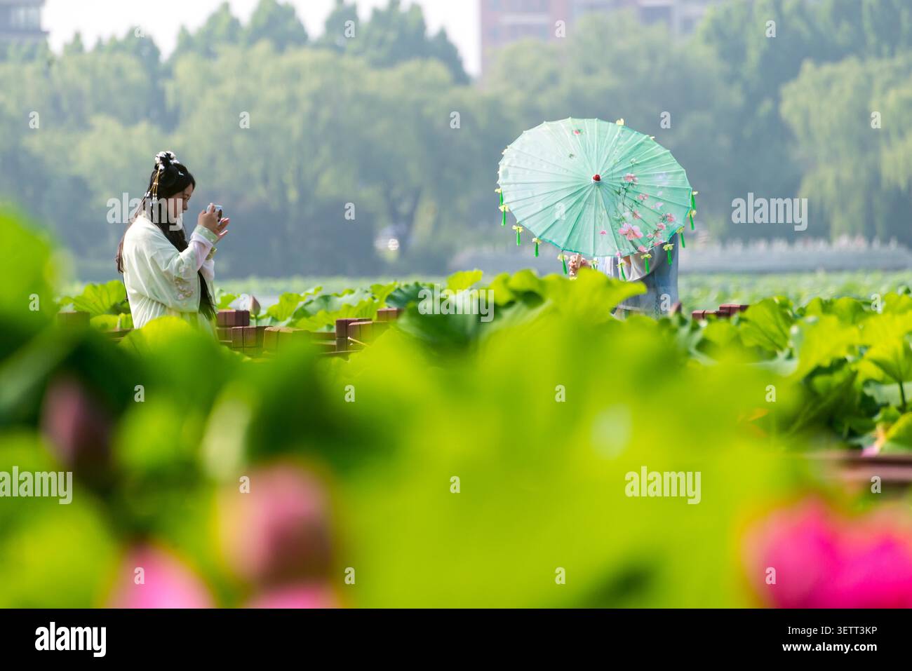Citizens stroll by blooming lotus flowers at Wuzhou Lake Scenic Area in ...