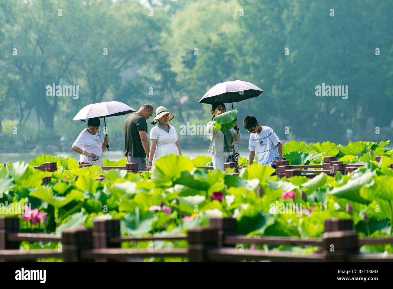 Citizens stroll by blooming lotus flowers at Wuzhou Lake Scenic Area in ...