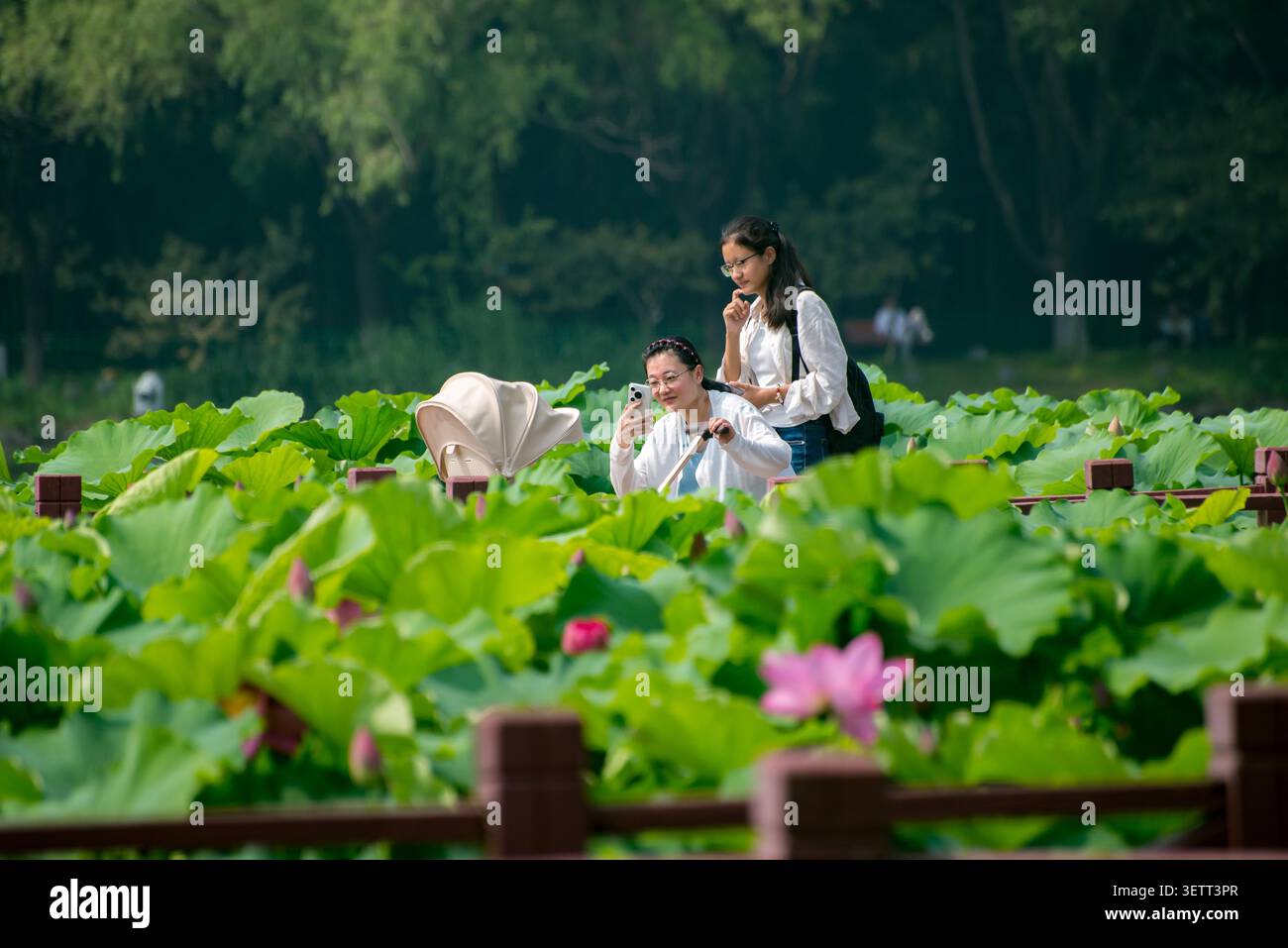 Citizens stroll by blooming lotus flowers at Wuzhou Lake Scenic Area in ...