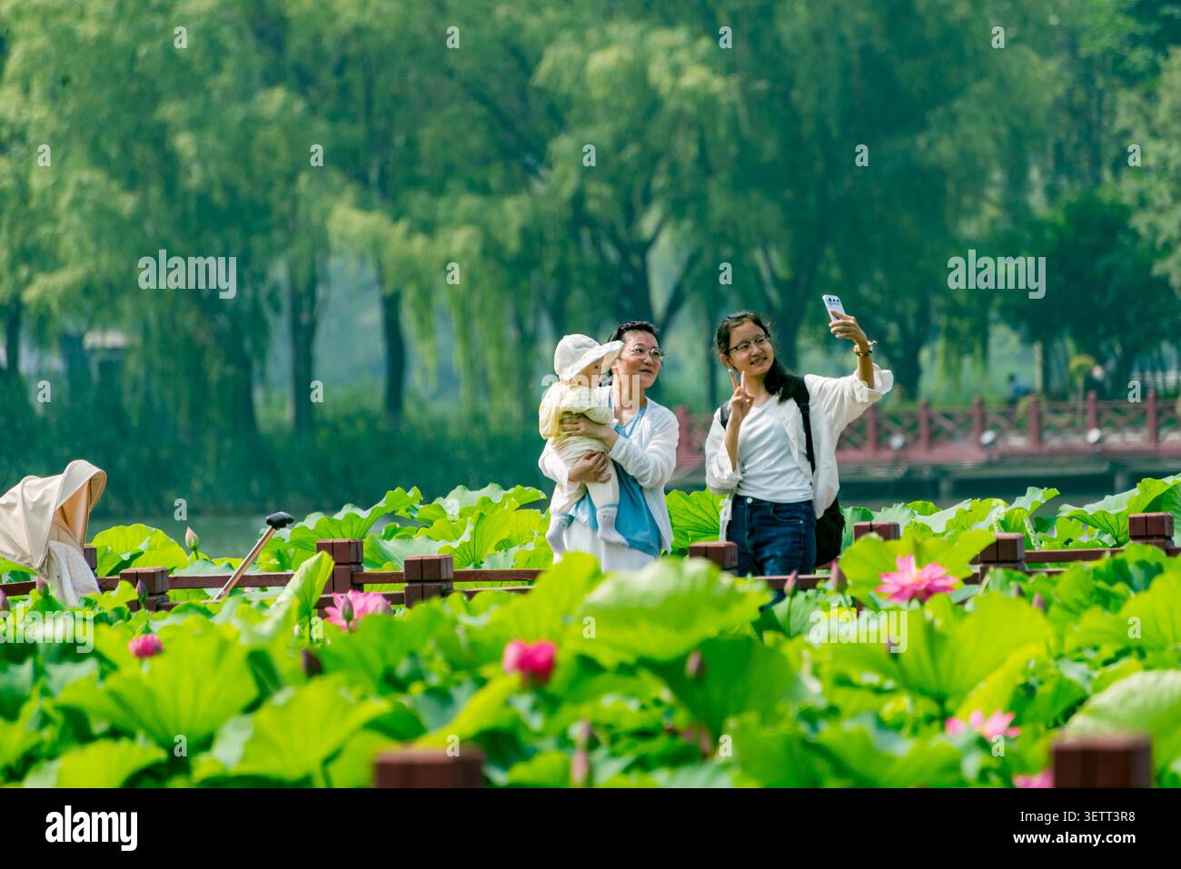 Citizens stroll by blooming lotus flowers at Wuzhou Lake Scenic Area in ...