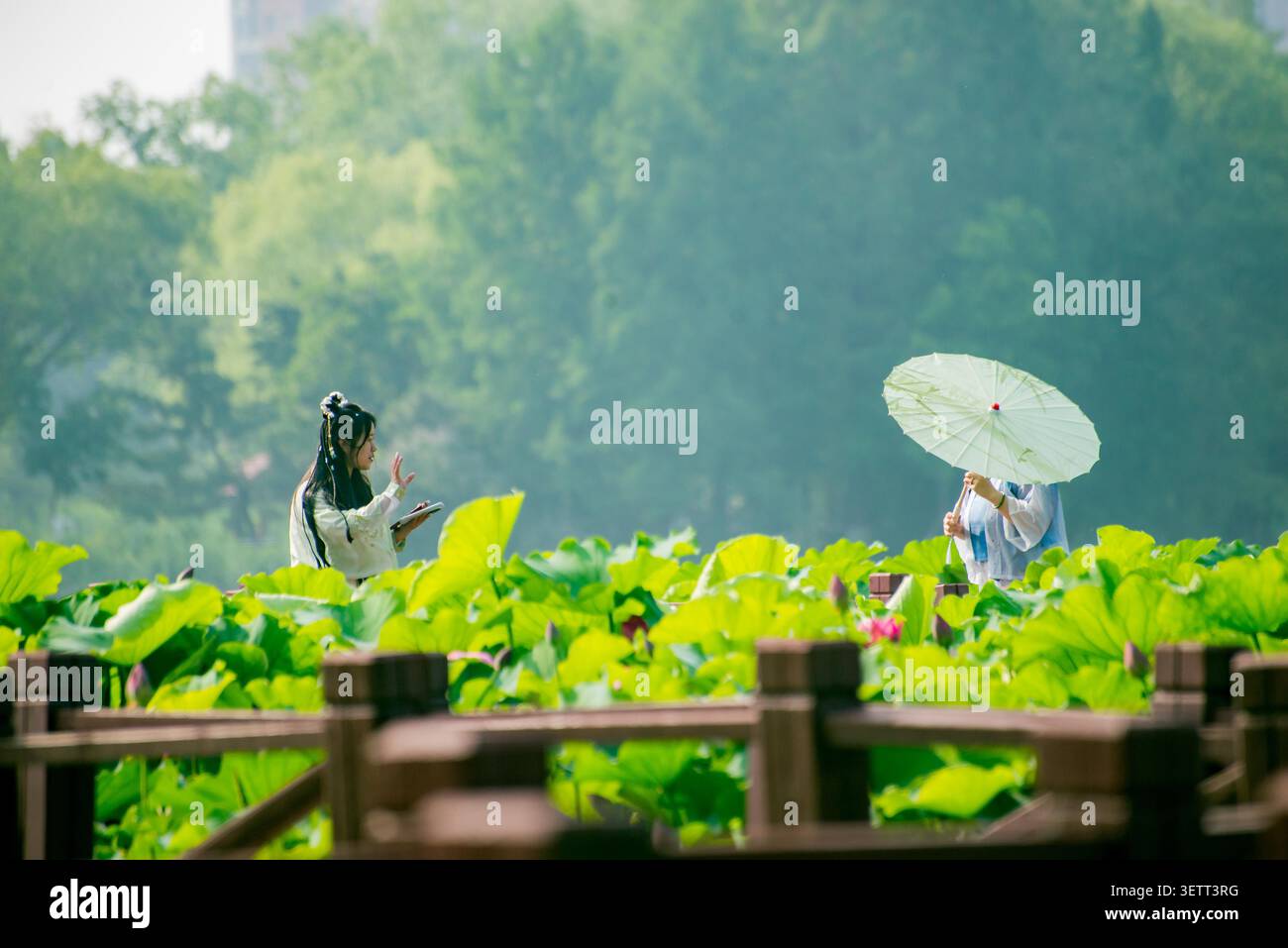 Citizens stroll by blooming lotus flowers at Wuzhou Lake Scenic Area in ...