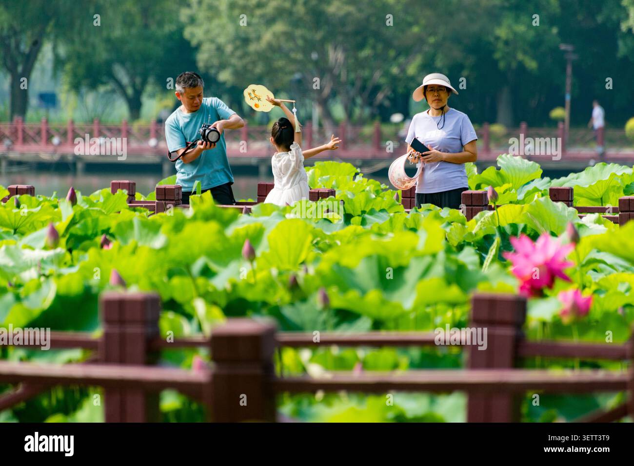Citizens stroll by blooming lotus flowers at Wuzhou Lake Scenic Area in ...