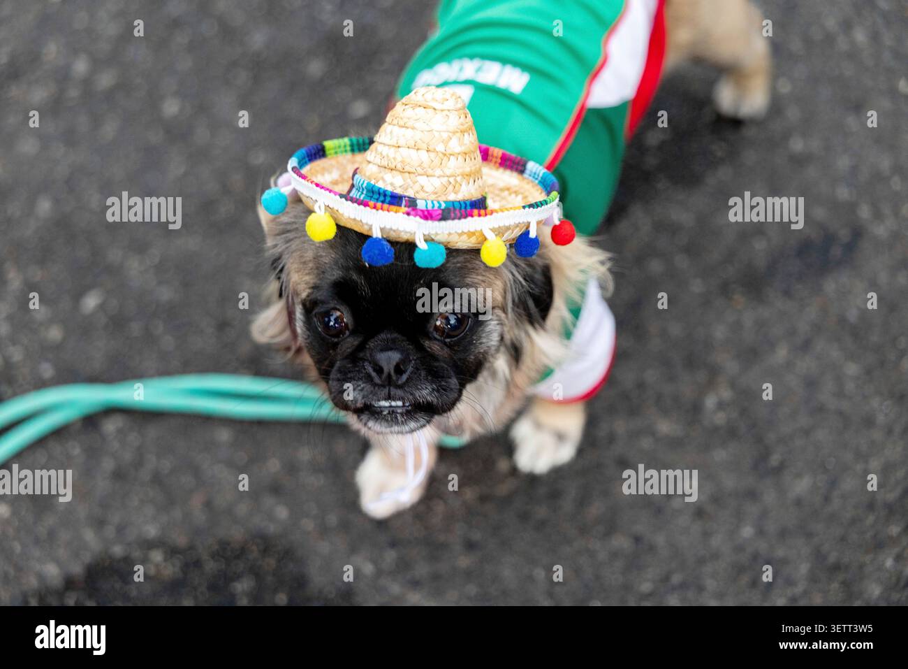 A dog is seen during the Mexico vs. South Korea World Cup game at a ...