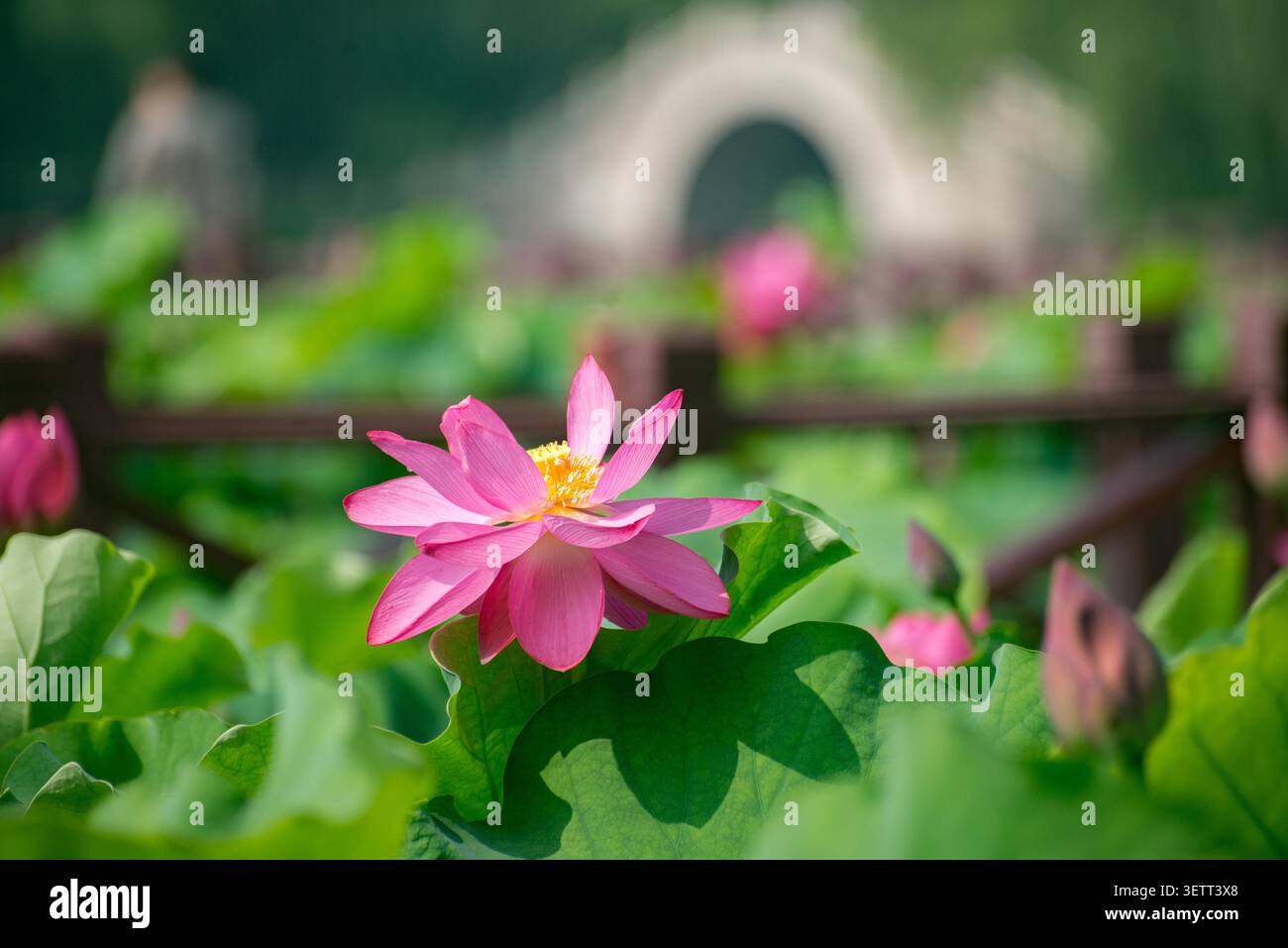 Citizens stroll by blooming lotus flowers at Wuzhou Lake Scenic Area in ...