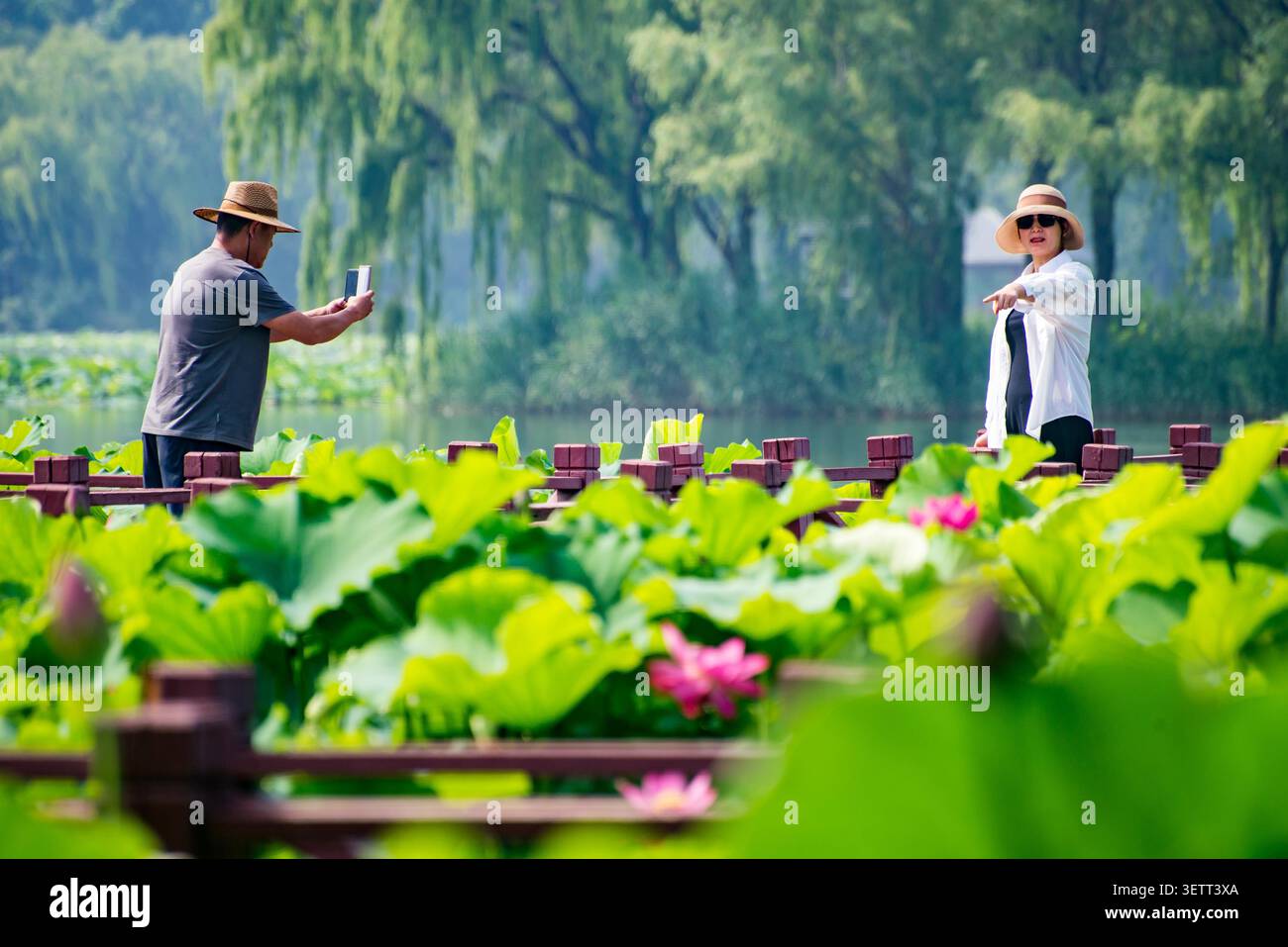 Citizens stroll by blooming lotus flowers at Wuzhou Lake Scenic Area in ...