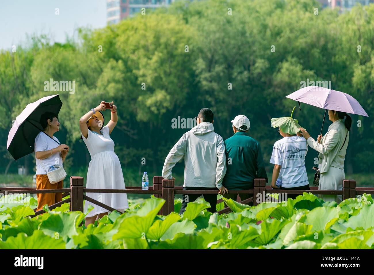 Citizens stroll by blooming lotus flowers at Wuzhou Lake Scenic Area in ...