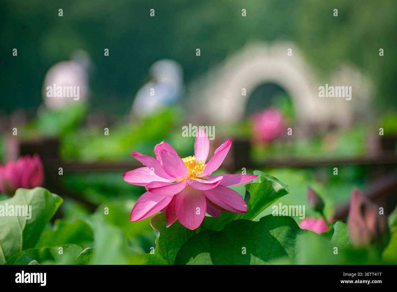 Citizens stroll by blooming lotus flowers at Wuzhou Lake Scenic Area in ...